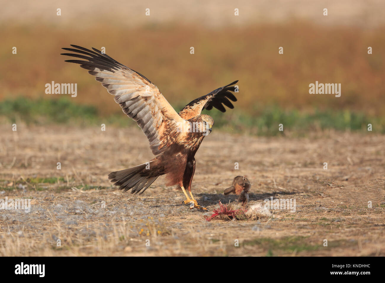 Immature Male Marsh Harrier on a rabbit in Spain Stock Photo - Alamy