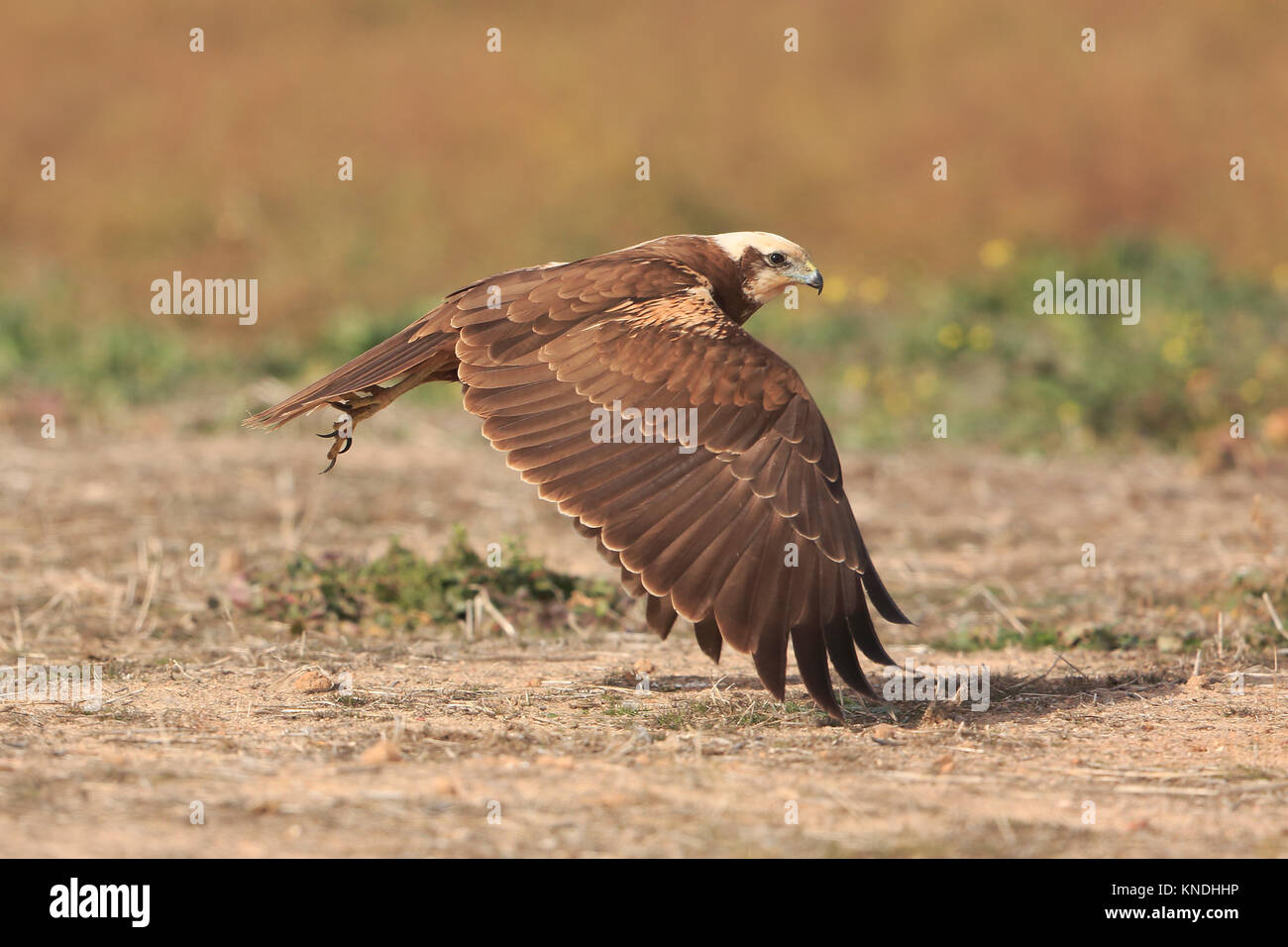 Female Marsh Harrier in flight in Spain Stock Photo - Alamy