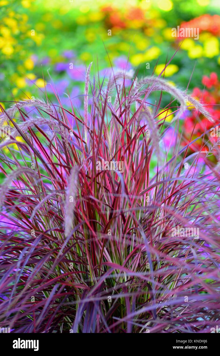A soft-focus depiction of purple grass with a colorful background ...