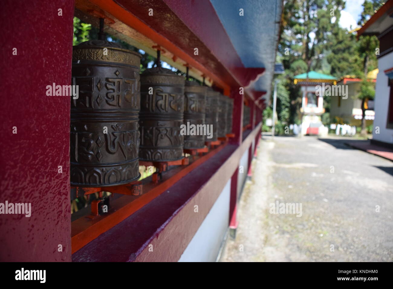 Gangtok sikkim flower hi-res stock photography and images - Alamy