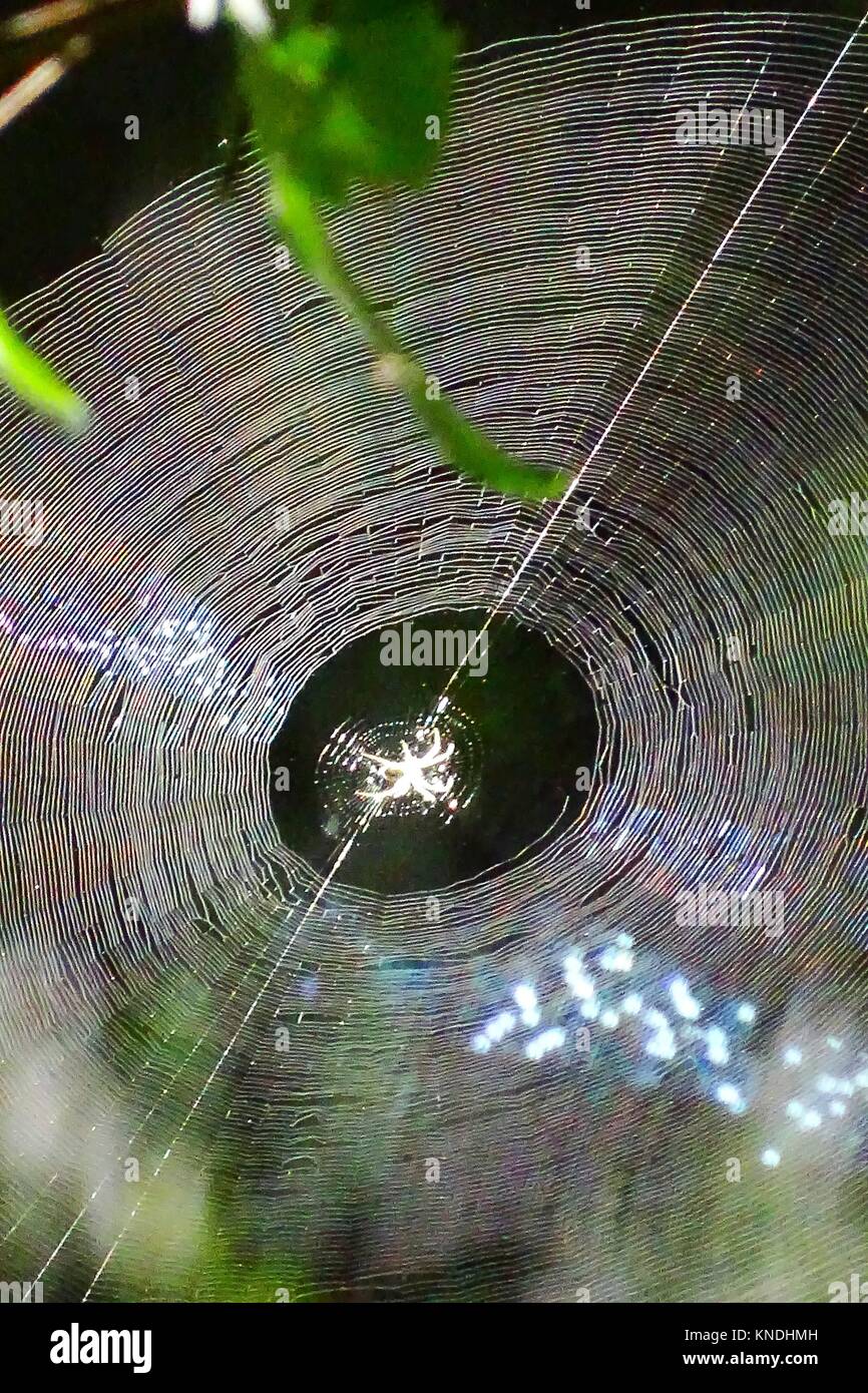 Strong spider web hi-res stock photography and images - Alamy