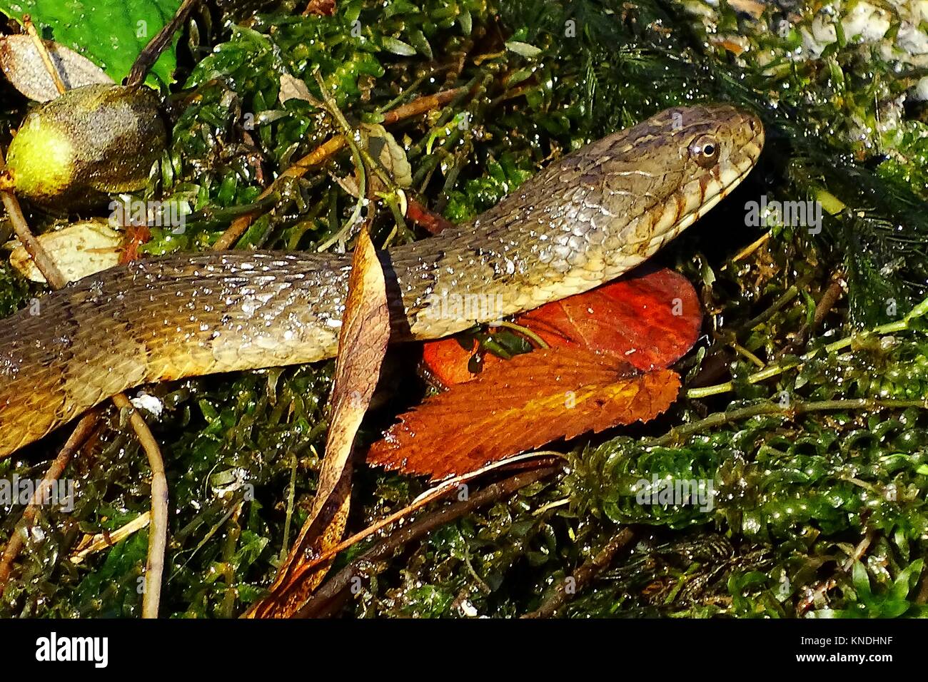 Moccasin snake hi-res stock photography and images - Alamy