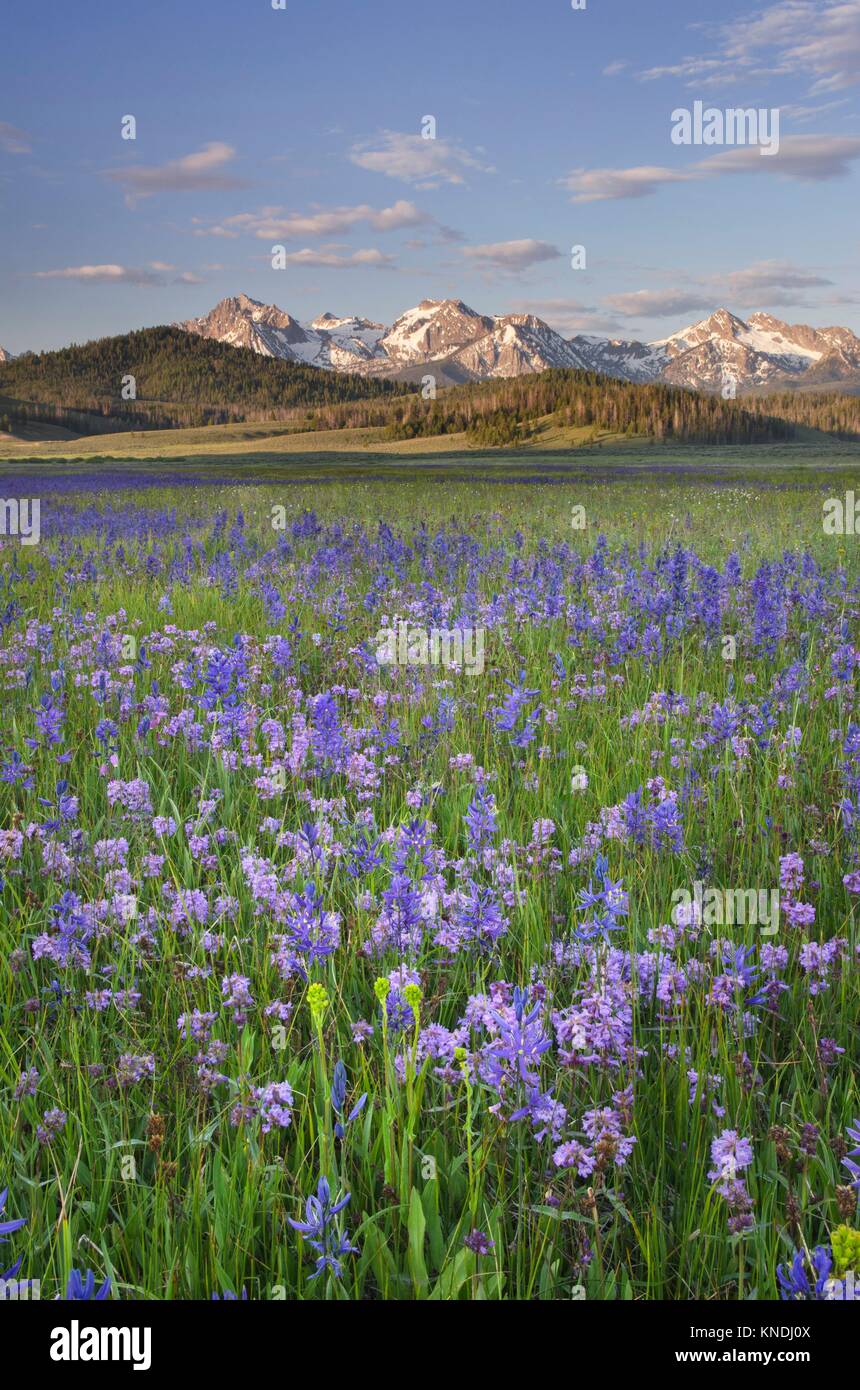 Blue Camas Stock Photos & Blue Camas Stock Images - Alamy