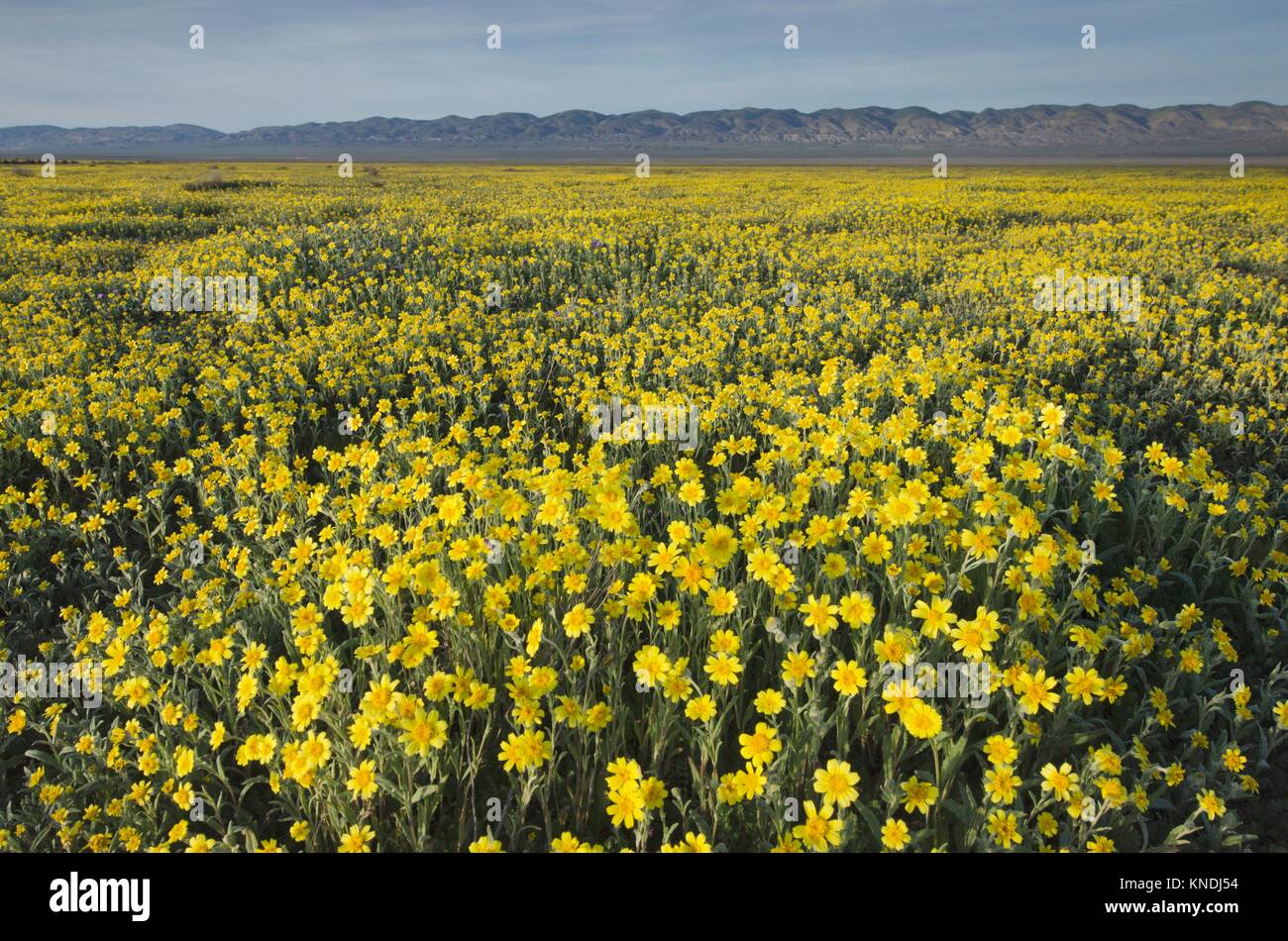 Plain Of Flowers