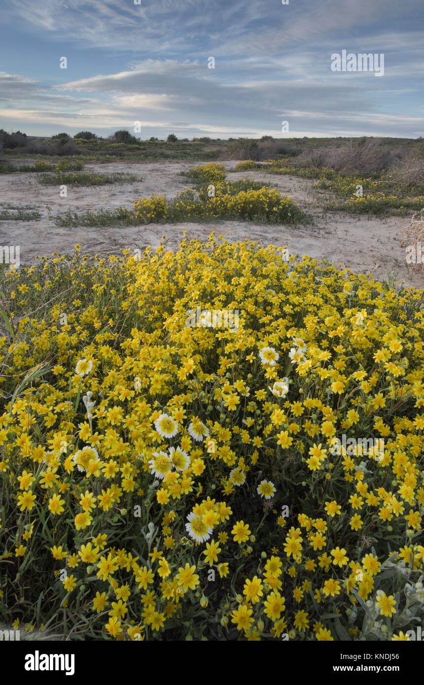Fields of Coastal Tidytips (Layia platyglossa) and Yellow Goldfields ...