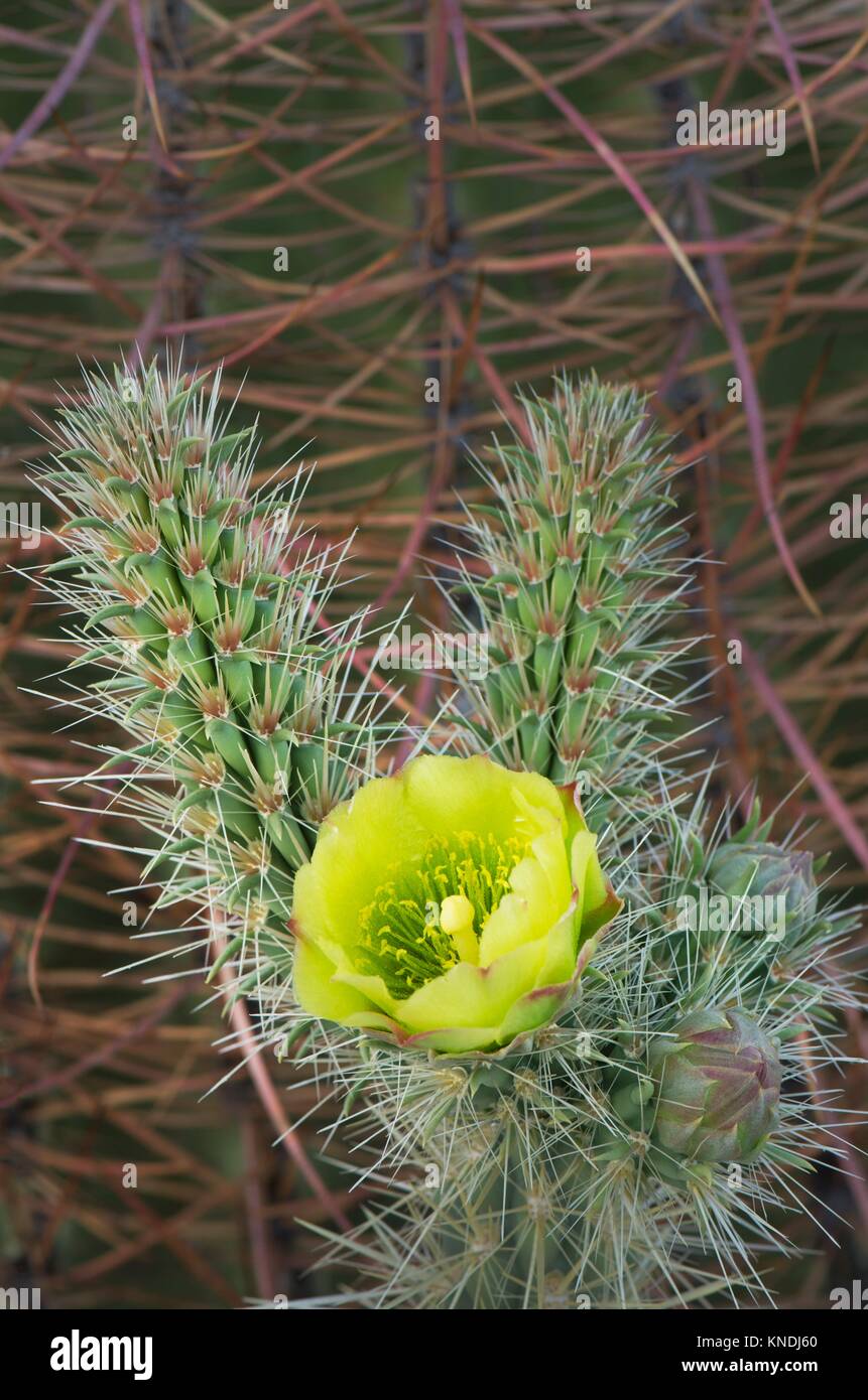 Gander flower hi-res stock photography and images - Alamy