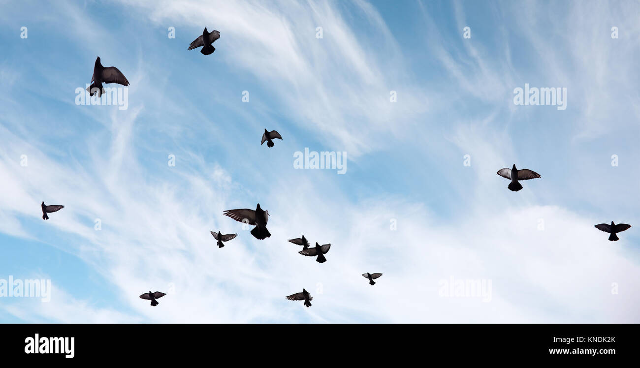 A flock of pigeons flies across the sky. Birds fly against the s Stock ...