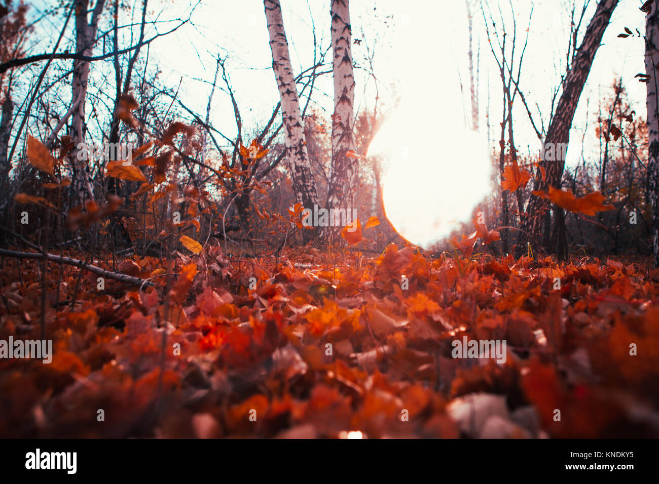 Autumn leaves close up on sun background Stock Photo - Alamy