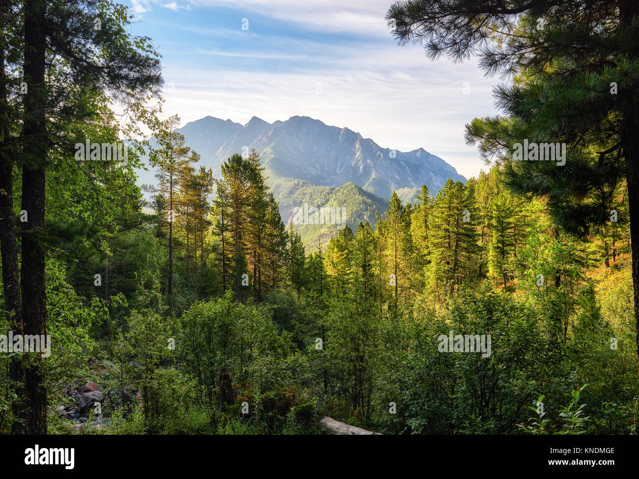 Russia taiga hi-res stock photography and images - Alamy