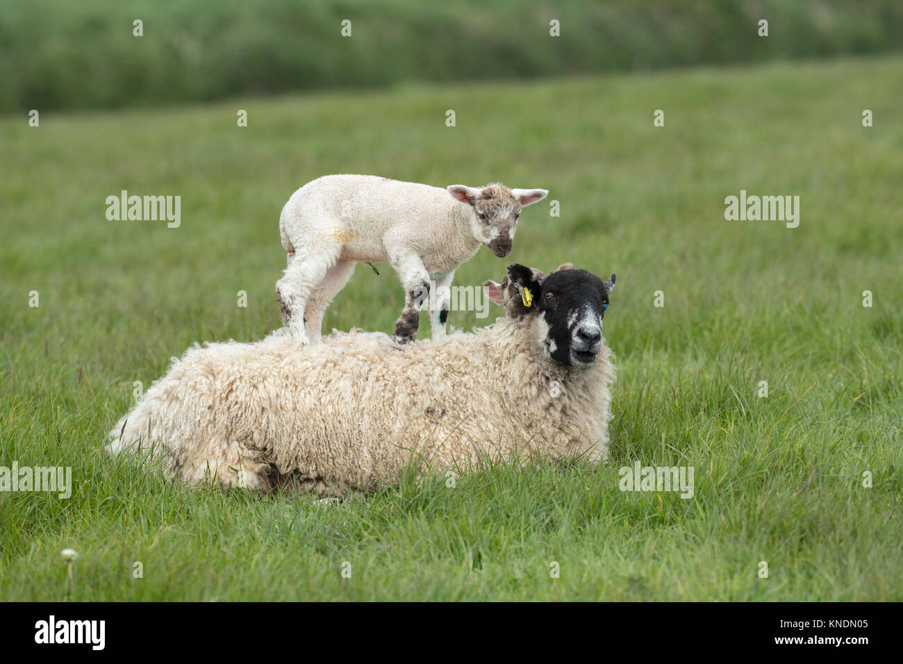 Ewe with one lamb hi-res stock photography and images - Alamy