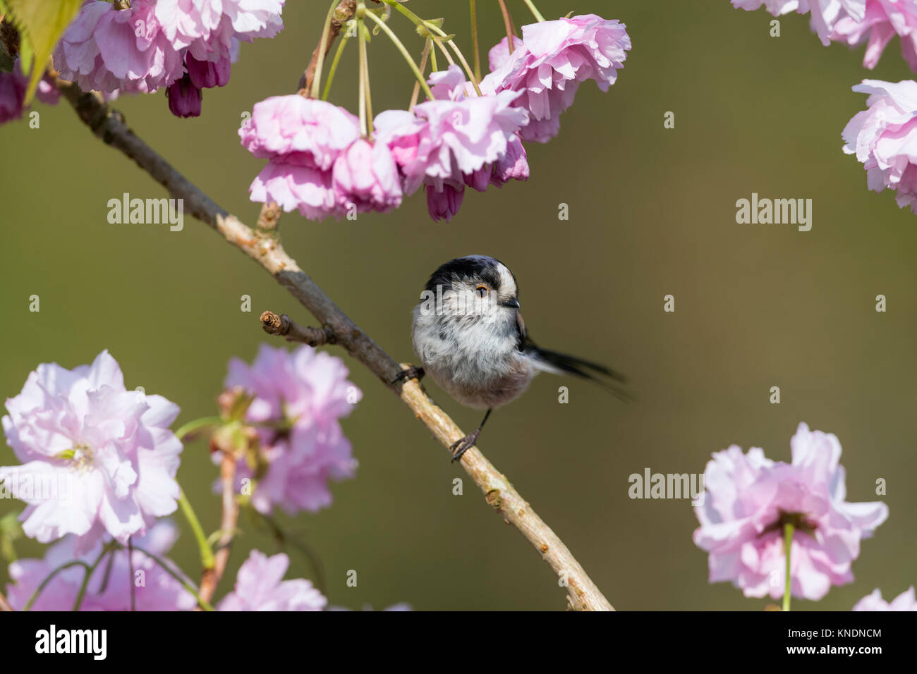 Long Tailed Tit; Aegithalos caudatus Single on Cherry Blossom Cornwall ...