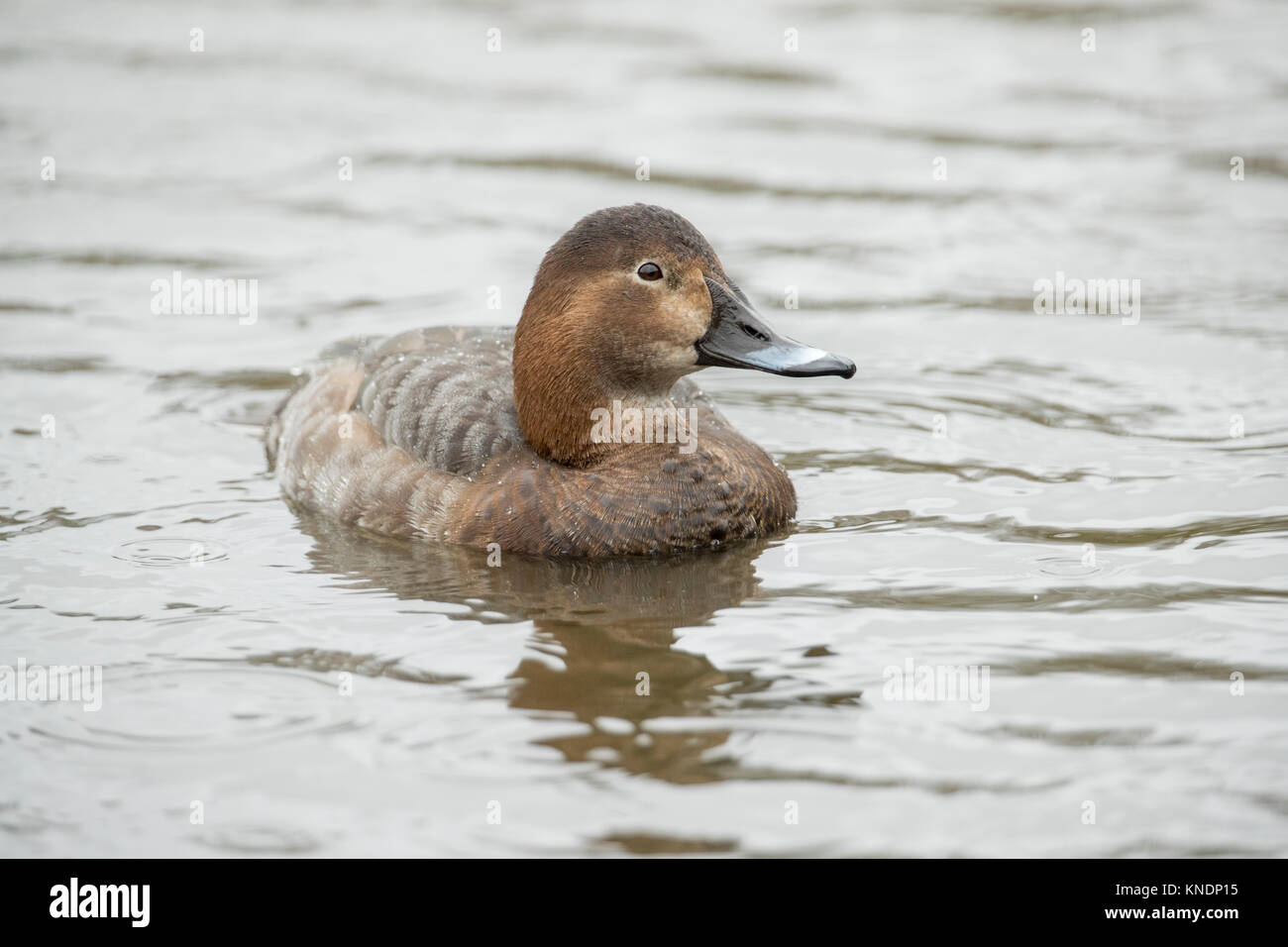 Pochard; Aythya ferina Single Female Scotland; UK Stock Photo - Alamy