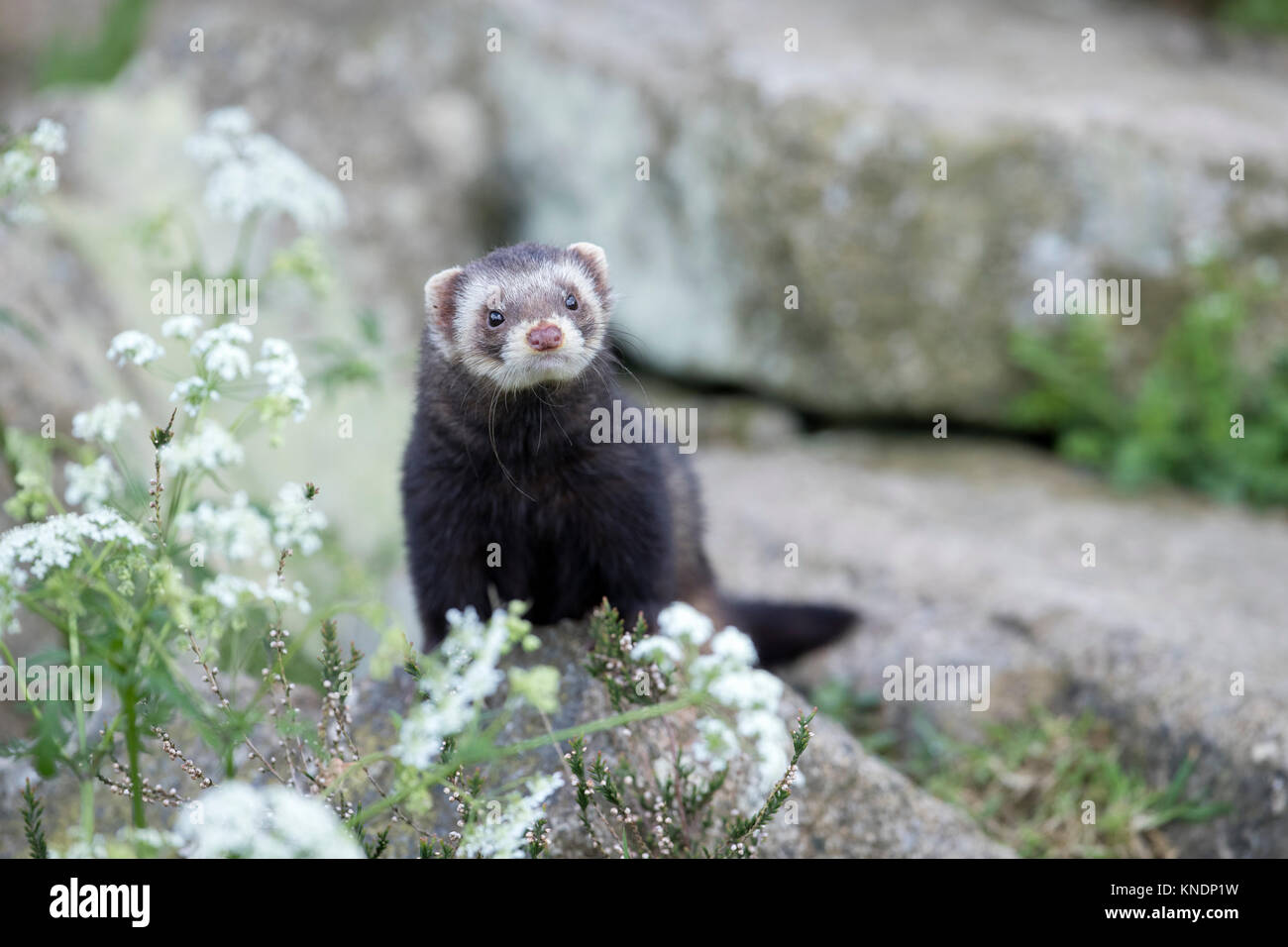 Polecat face hi-res stock photography and images - Alamy