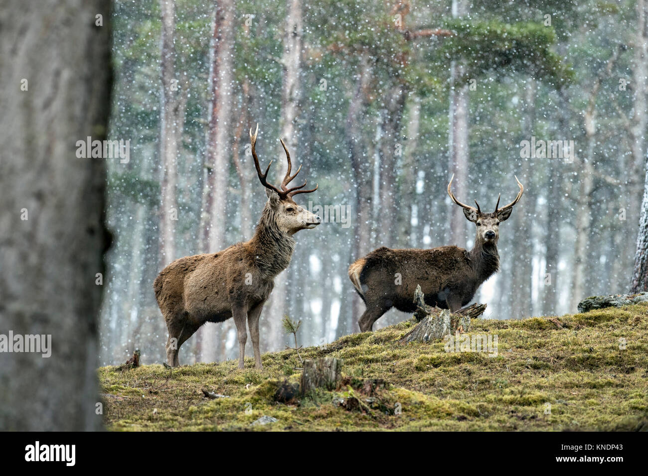 Red Deer; Cervus elaphus Two Stags in Snow Scotland; UK Stock Photo - Alamy