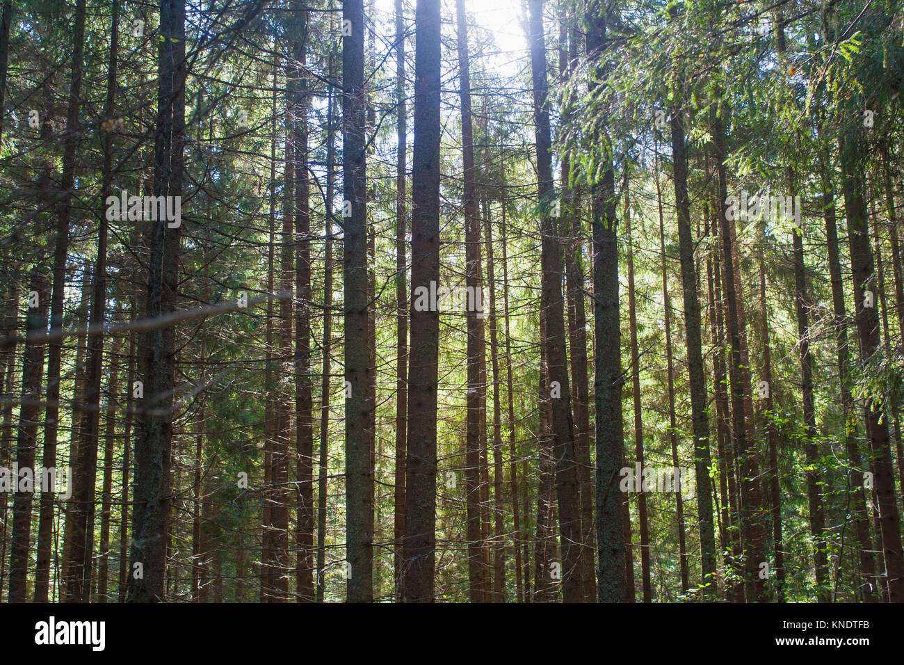 sunny day in the forest rural landscape Stock Photo - Alamy