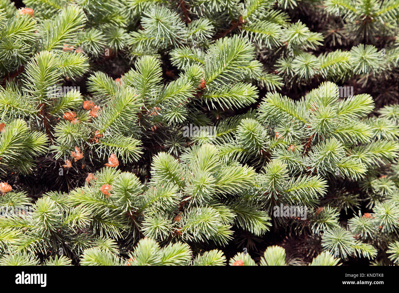 Conifer branches texture Stock Photo - Alamy