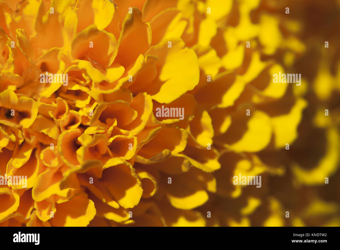Marigold texture hi-res stock photography and images - Alamy