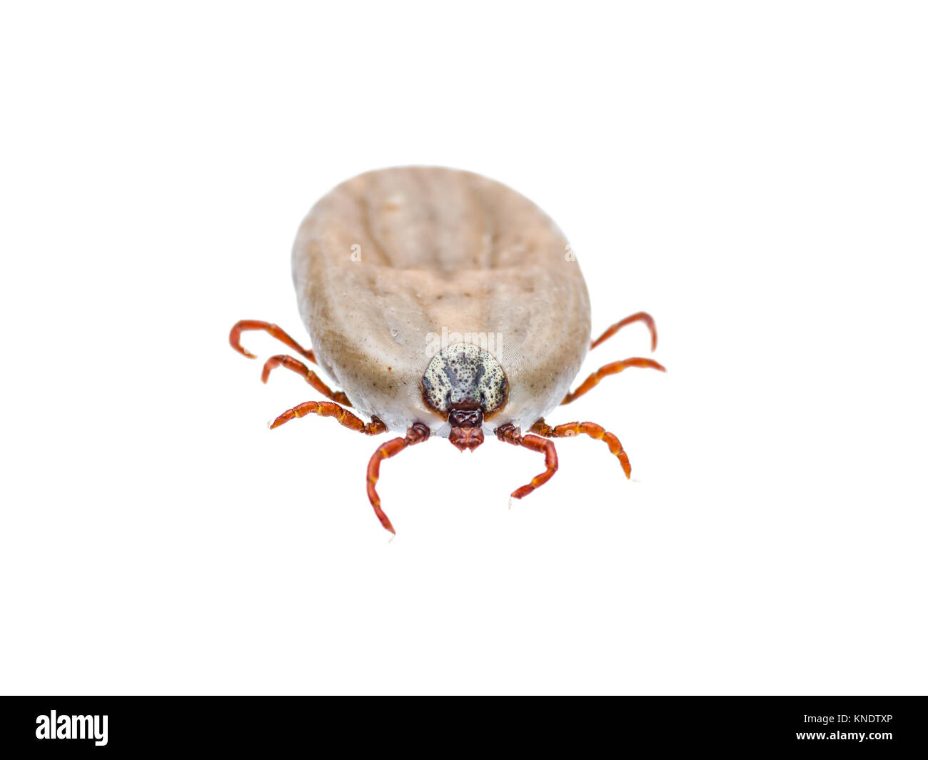 Tick borne lyme borreliosis hi-res stock photography and images - Alamy