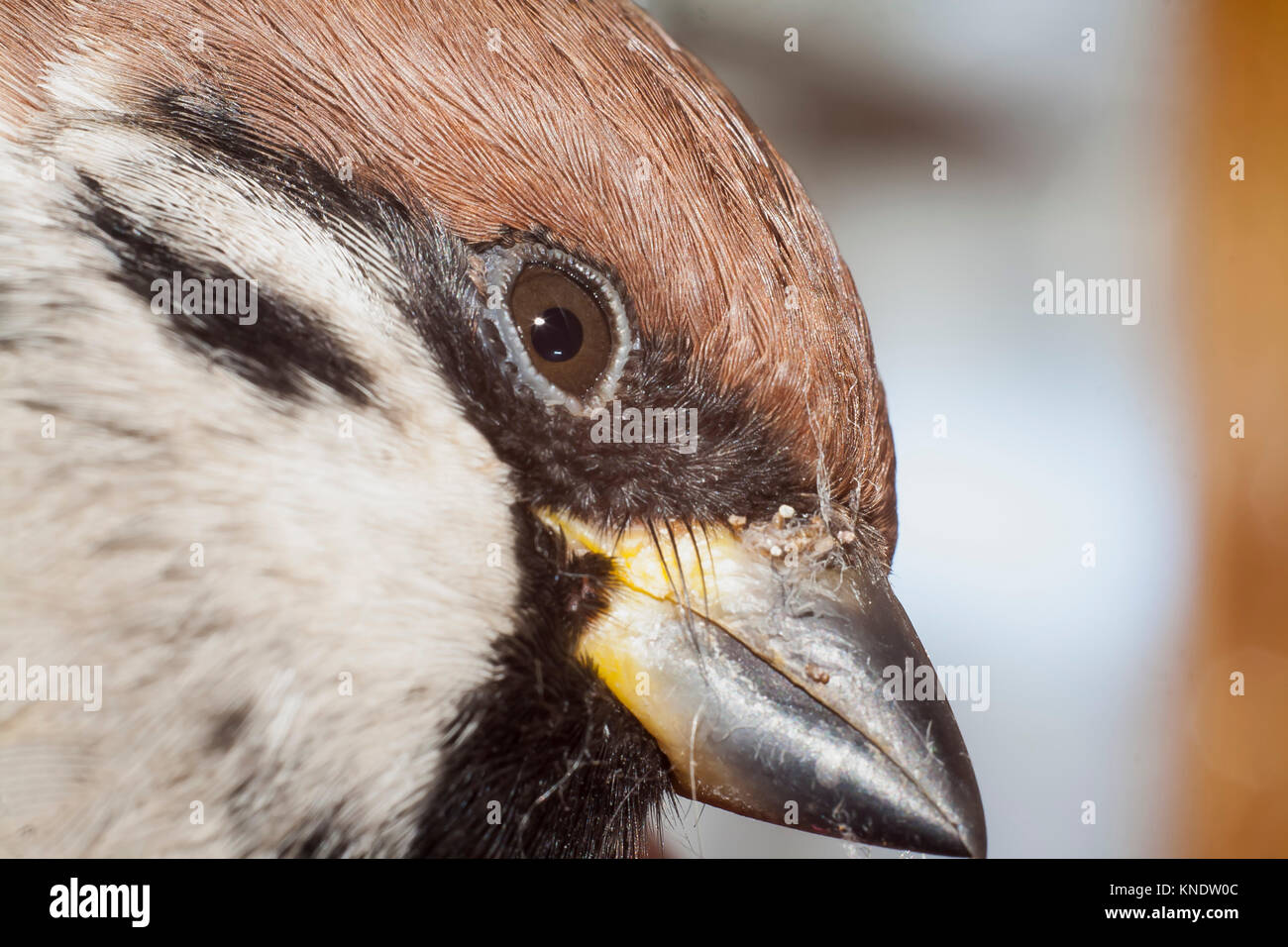 brown sparrow extreme closeup Stock Photo - Alamy
