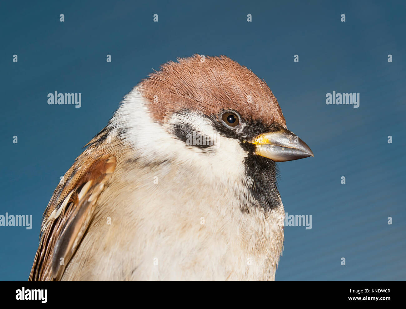 brown sparrow extreme closeup on blue background Stock Photo - Alamy
