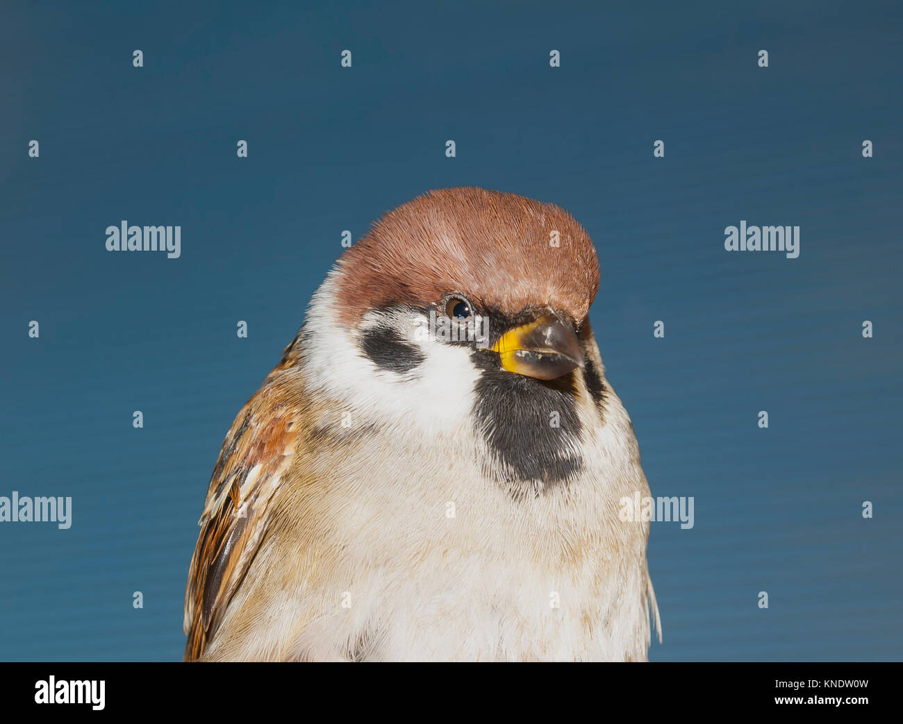 brown sparrow extreme closeup on blue background Stock Photo - Alamy