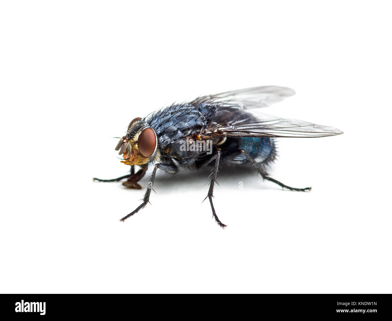 Diptera fly Cut Out Stock Images & Pictures - Alamy