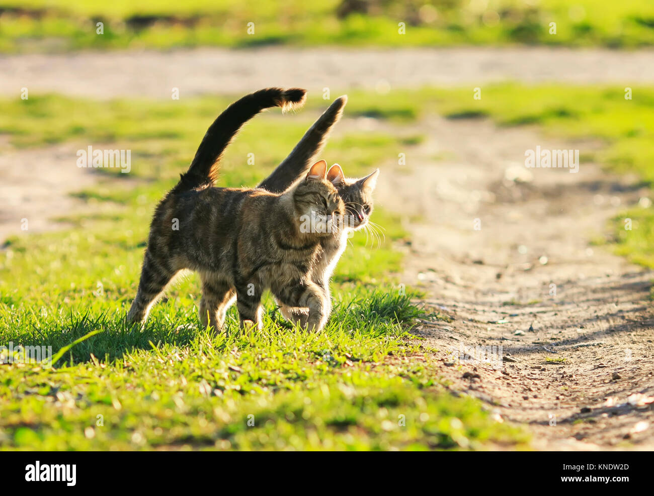 Couple cats hi-res stock photography and images - Alamy