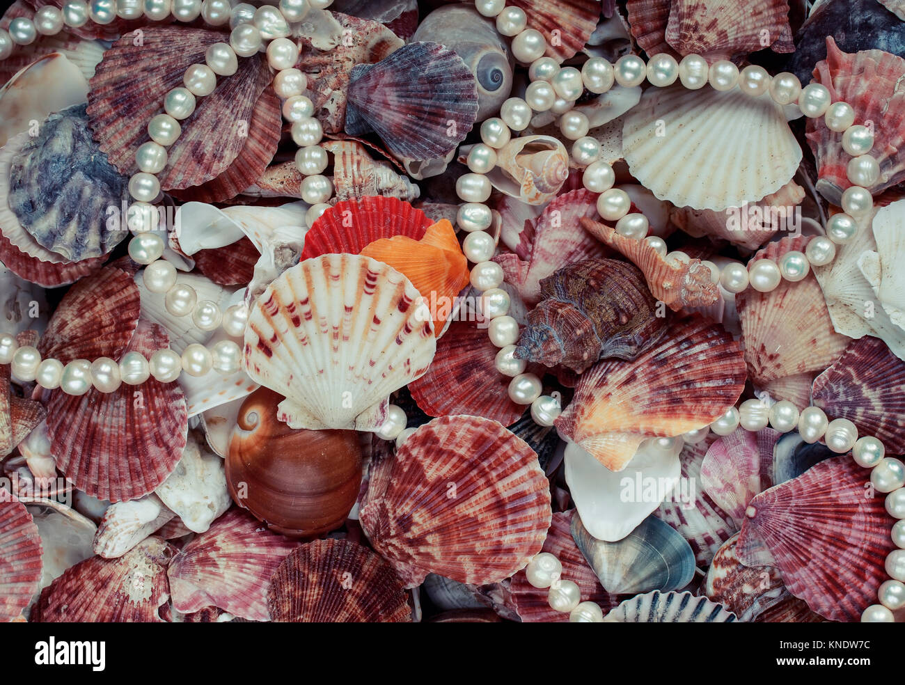 natural beautiful sea background from many shells of different shapes ...