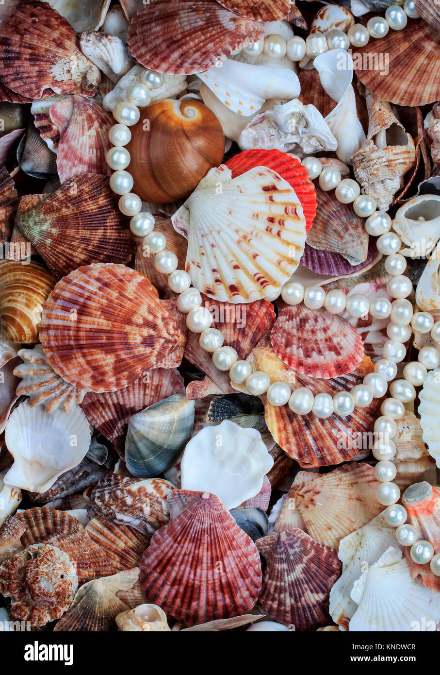 natural beautiful sea background from many shells of different shapes ...