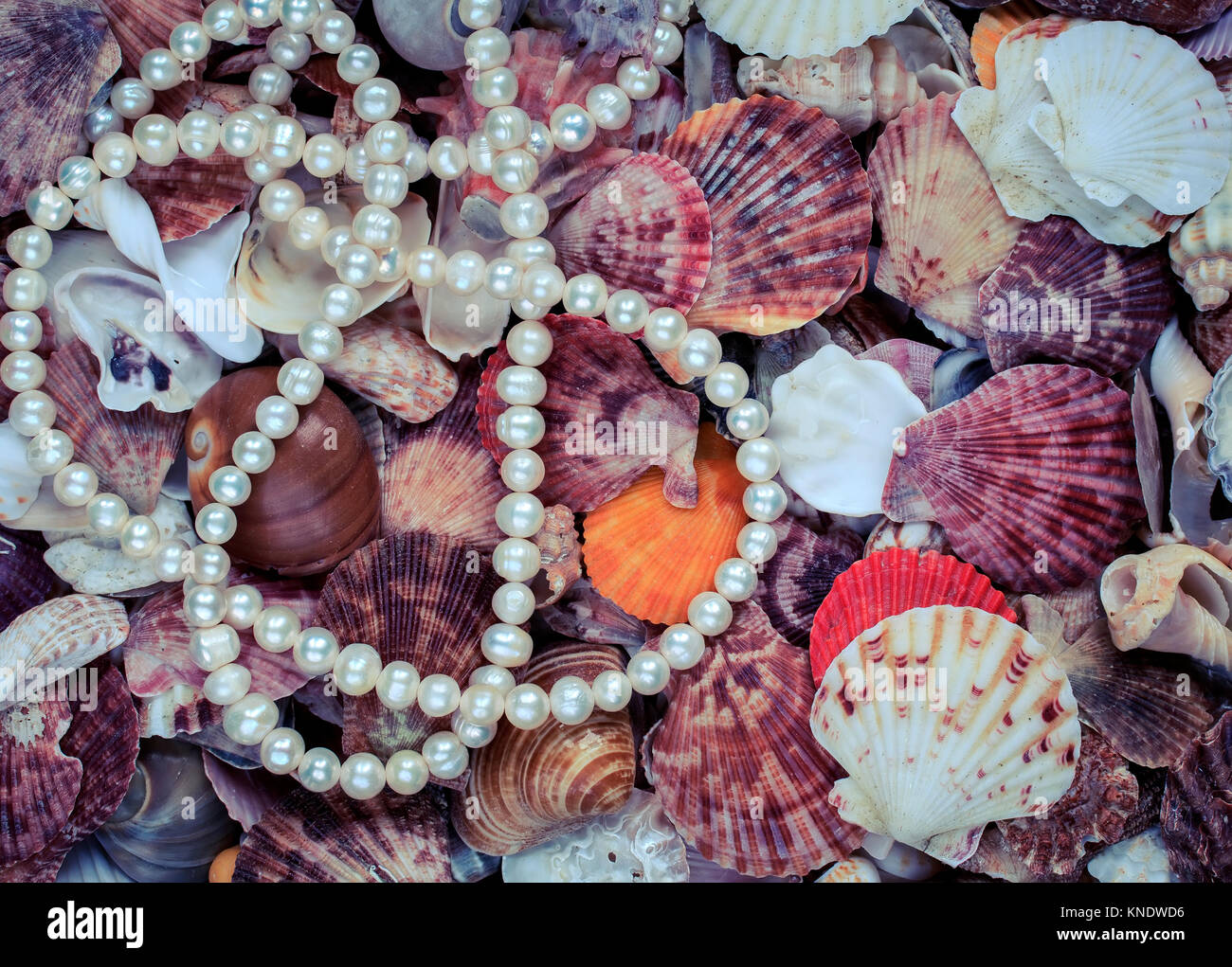 natural beautiful sea background from many shells of different shapes ...
