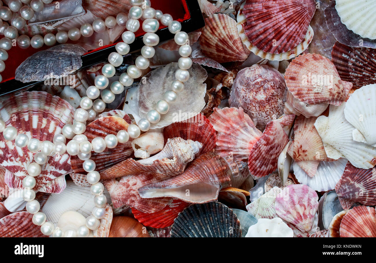 Clam shell beads hi-res stock photography and images - Alamy