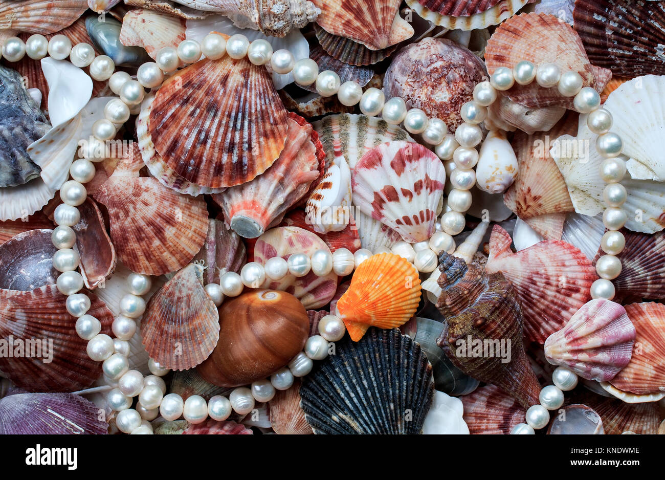 elegant marine background with colorful sinks and a string of pearls ...