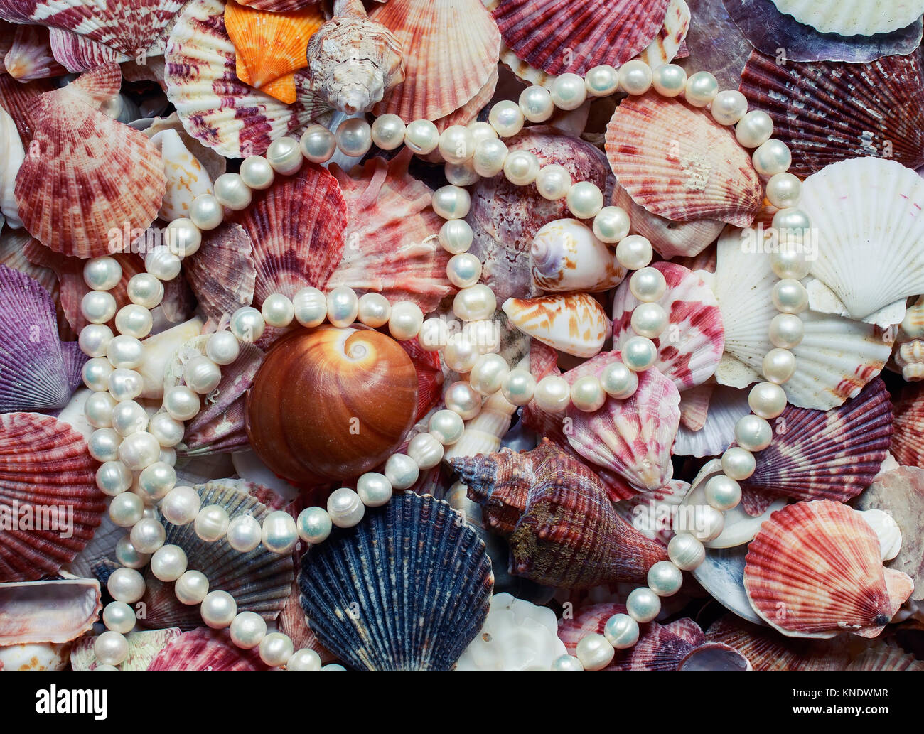 beautiful elegant marine background with colorful shells of different ...