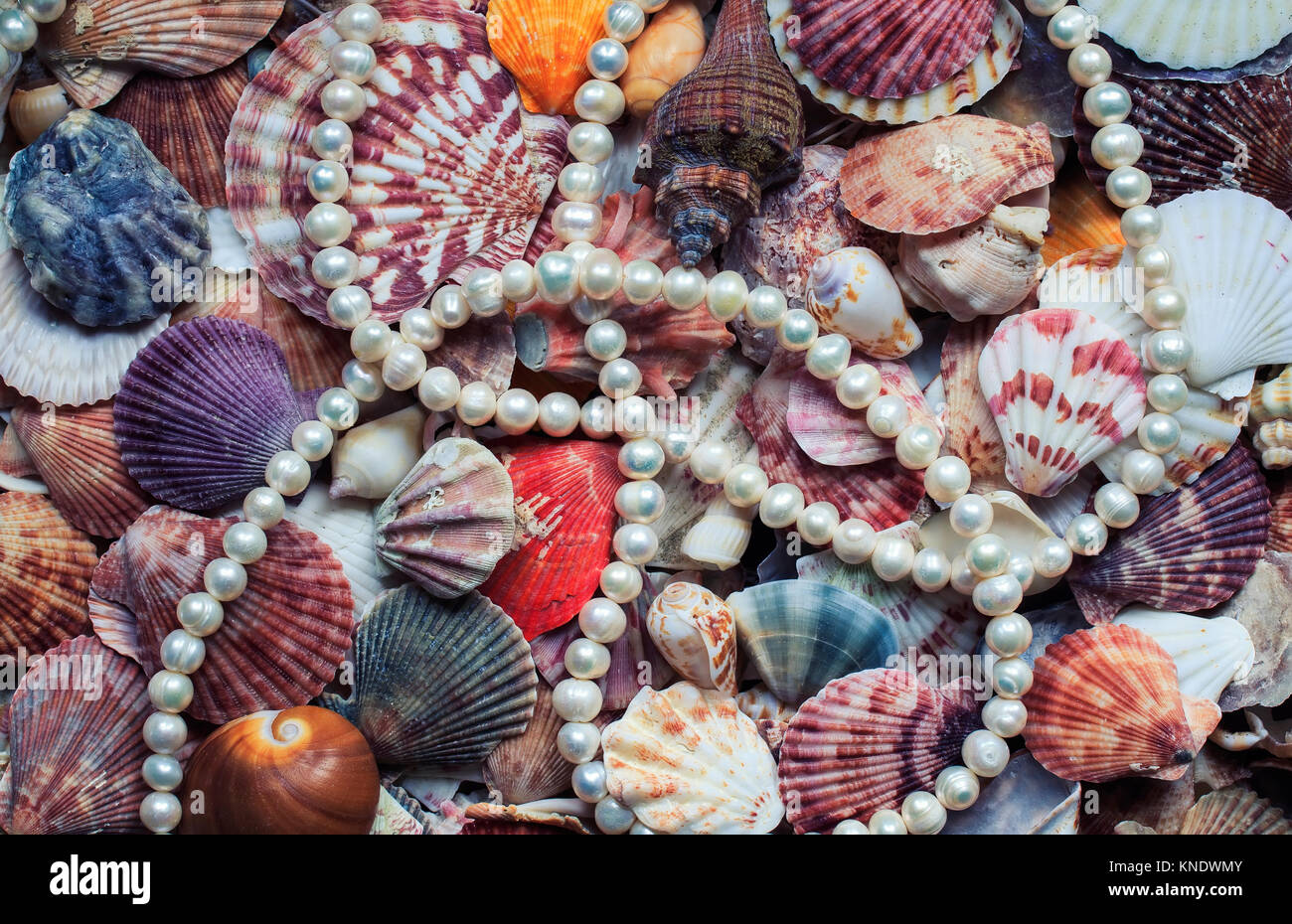 beautiful sea background with colorful shells of different shapes and ...