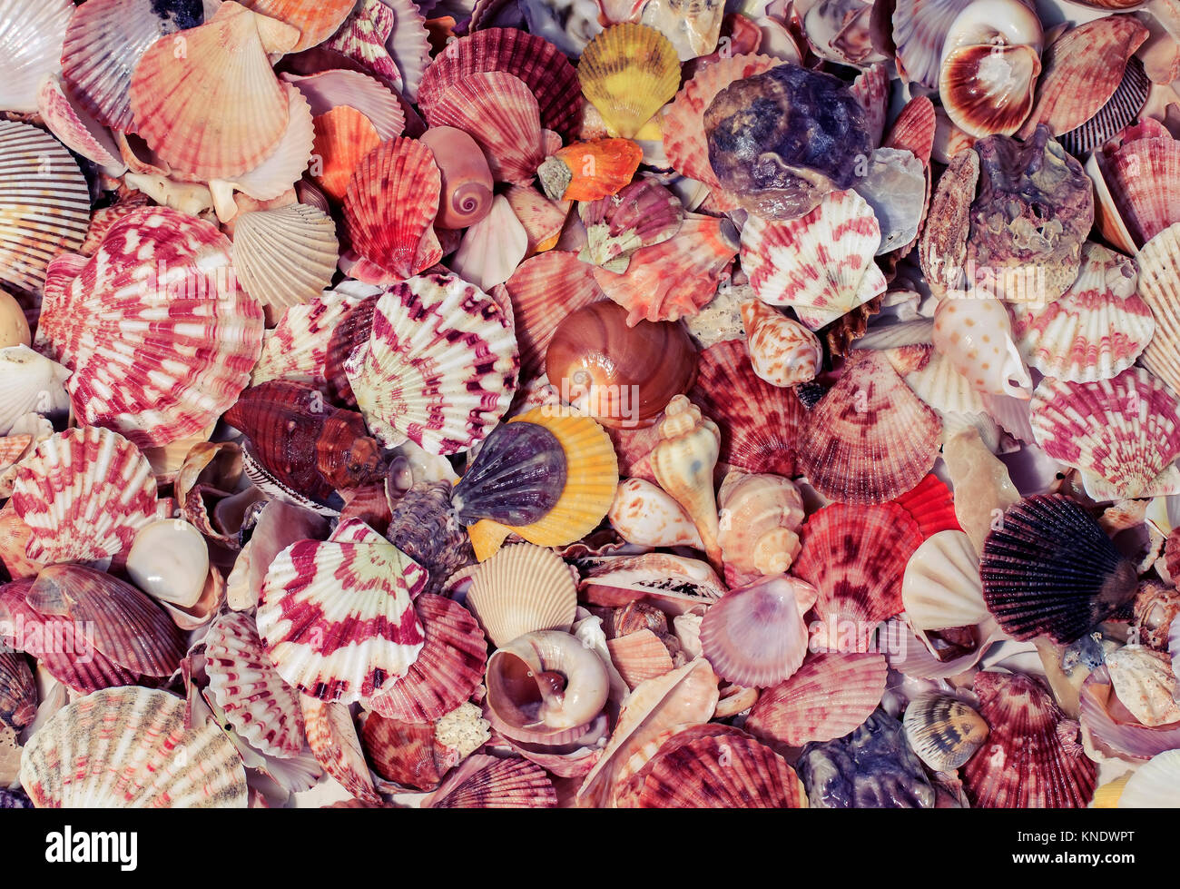 Colorful shells hi-res stock photography and images - Alamy