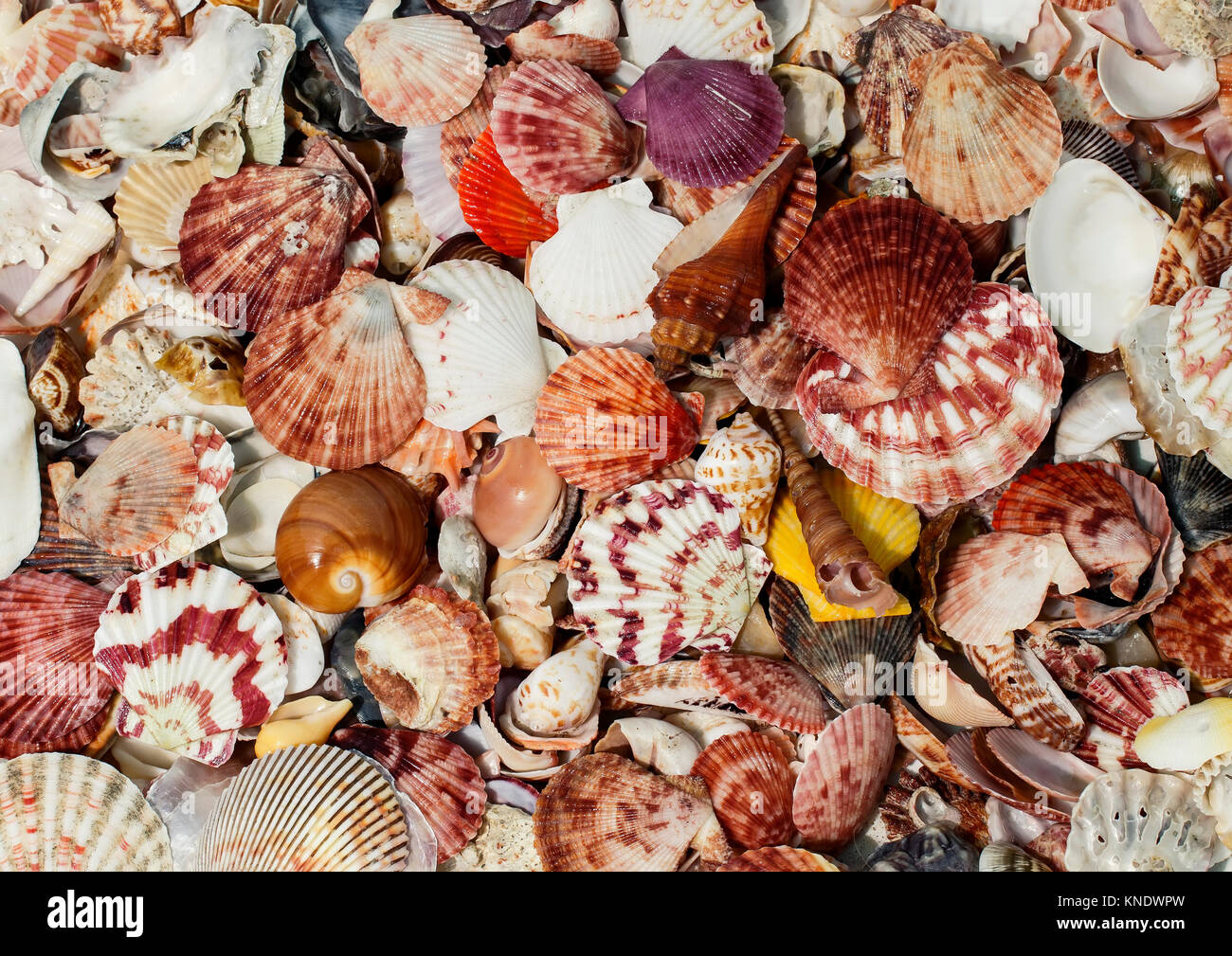 Clam shell beads High Resolution Stock Photography and Images - Alamy