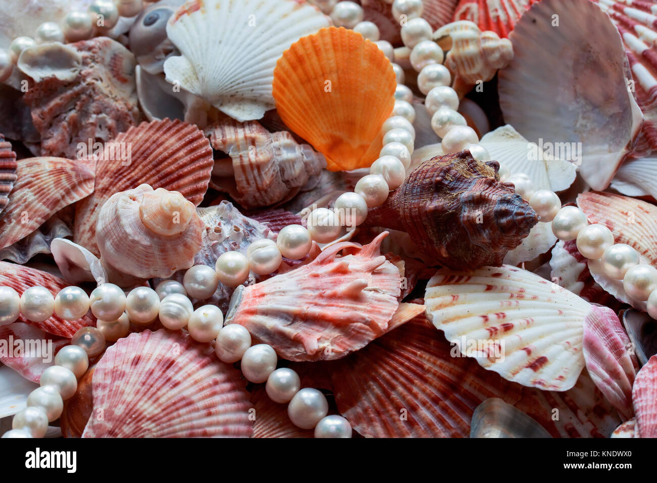 Clam shell beads High Resolution Stock Photography and Images - Alamy