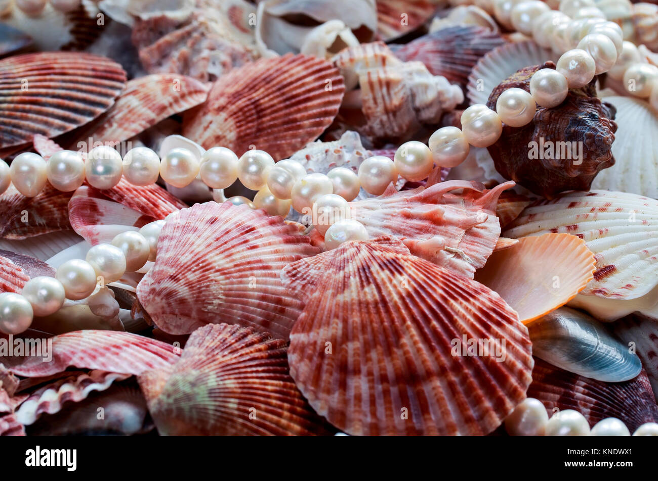 beautiful sea background with colorful shells of different shapes and ...