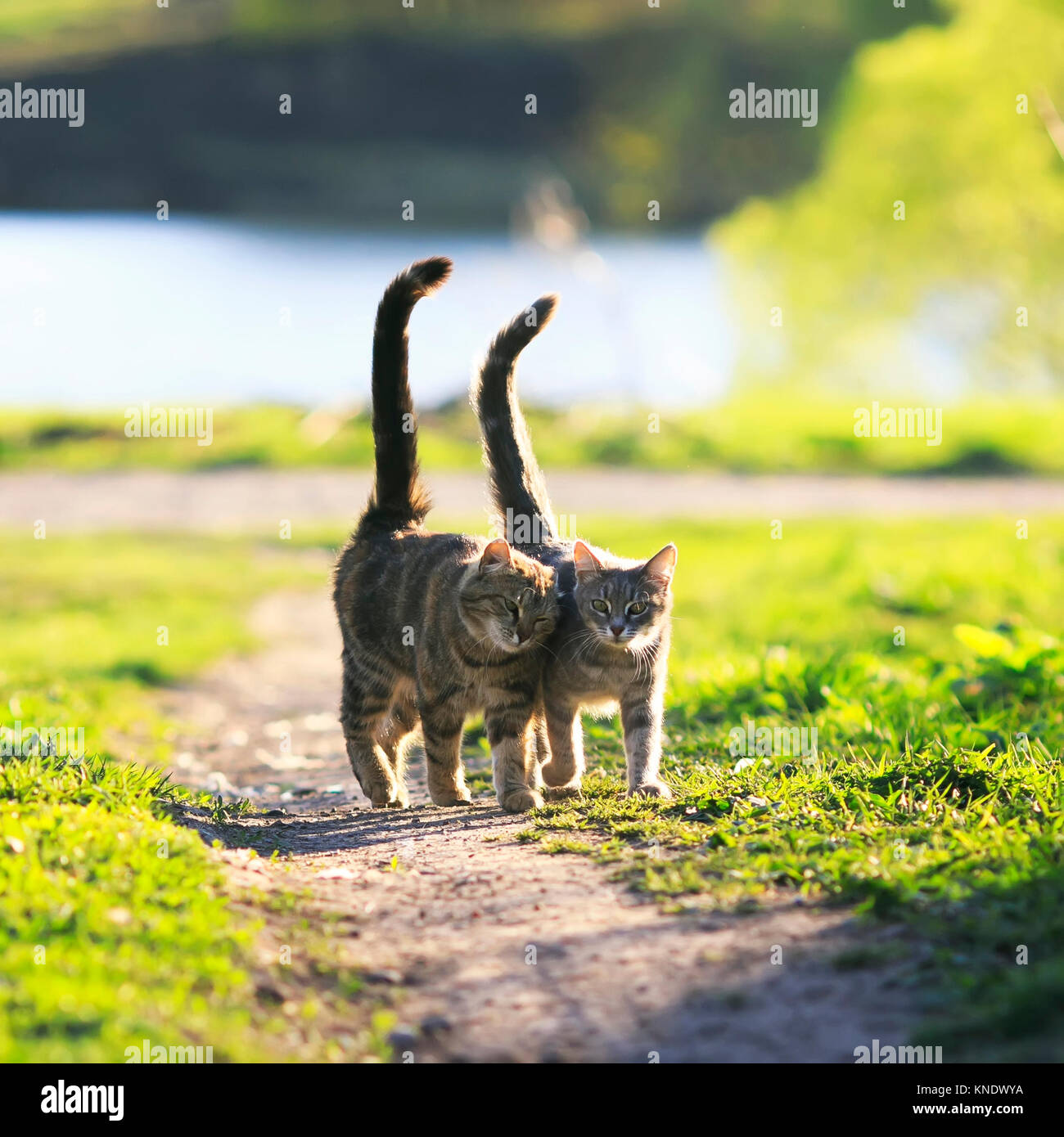 Two Cats Walking Together