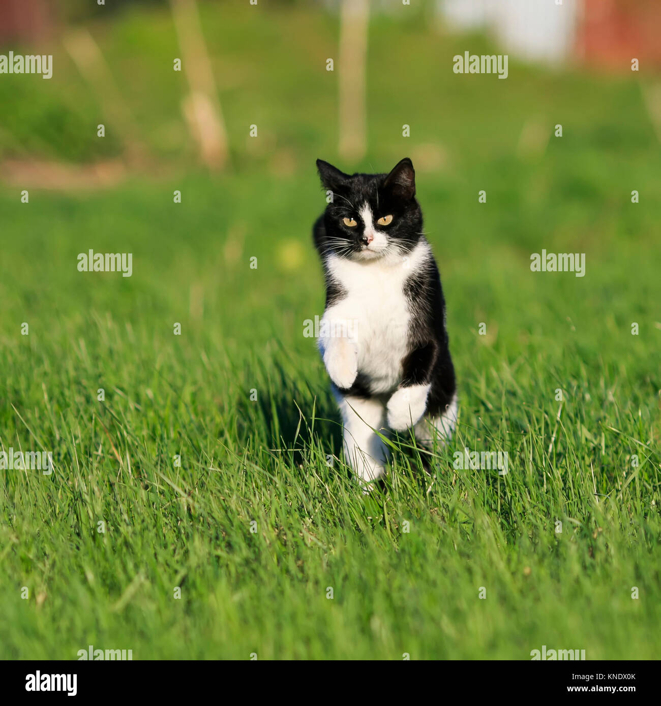 Kitten jumping grass hi-res stock photography and images - Alamy
