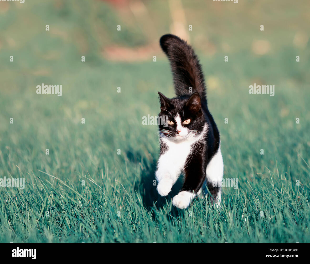 High jumping cat hi-res stock photography and images - Alamy