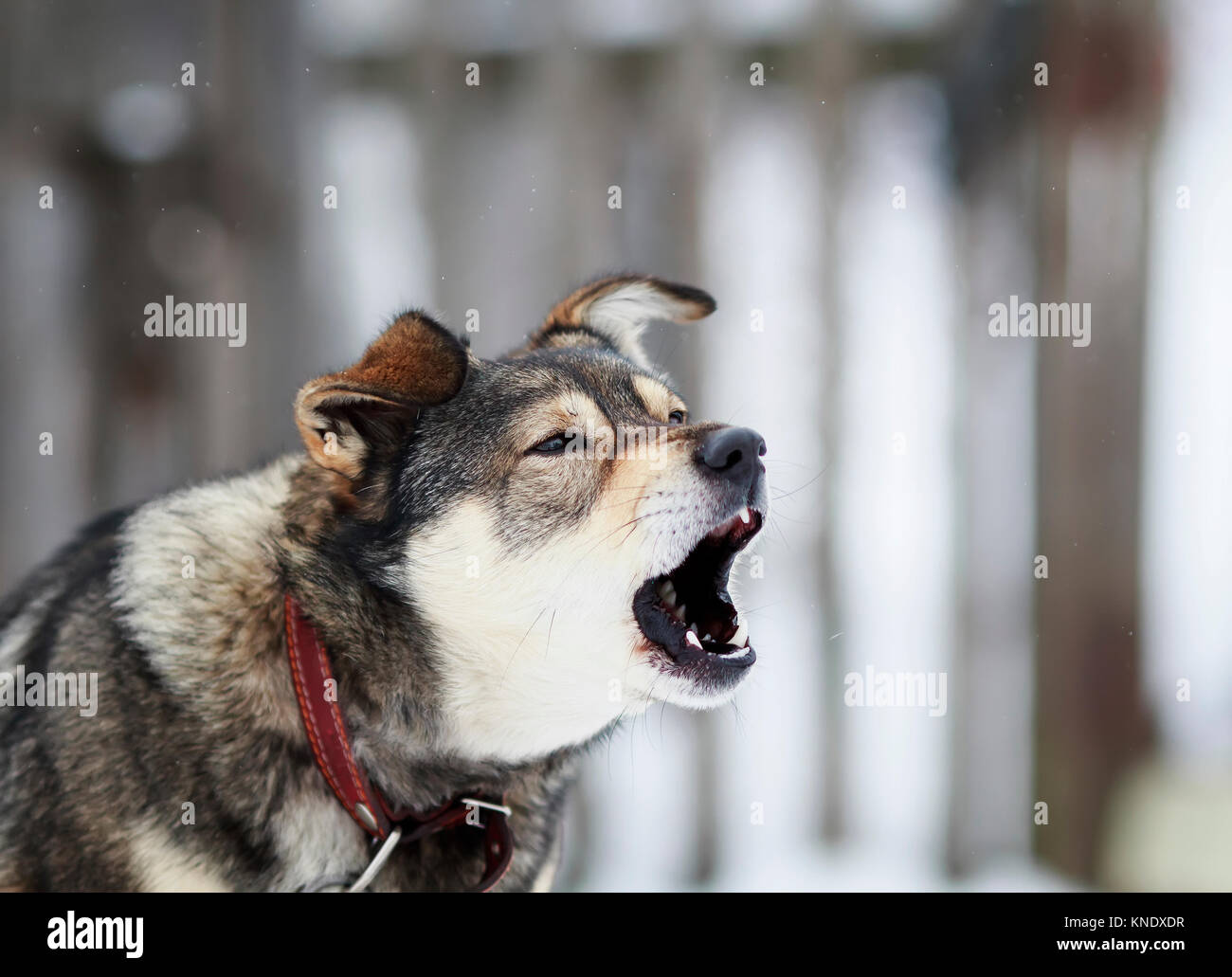 Evil dog barks on chain hi-res stock photography and images - Alamy