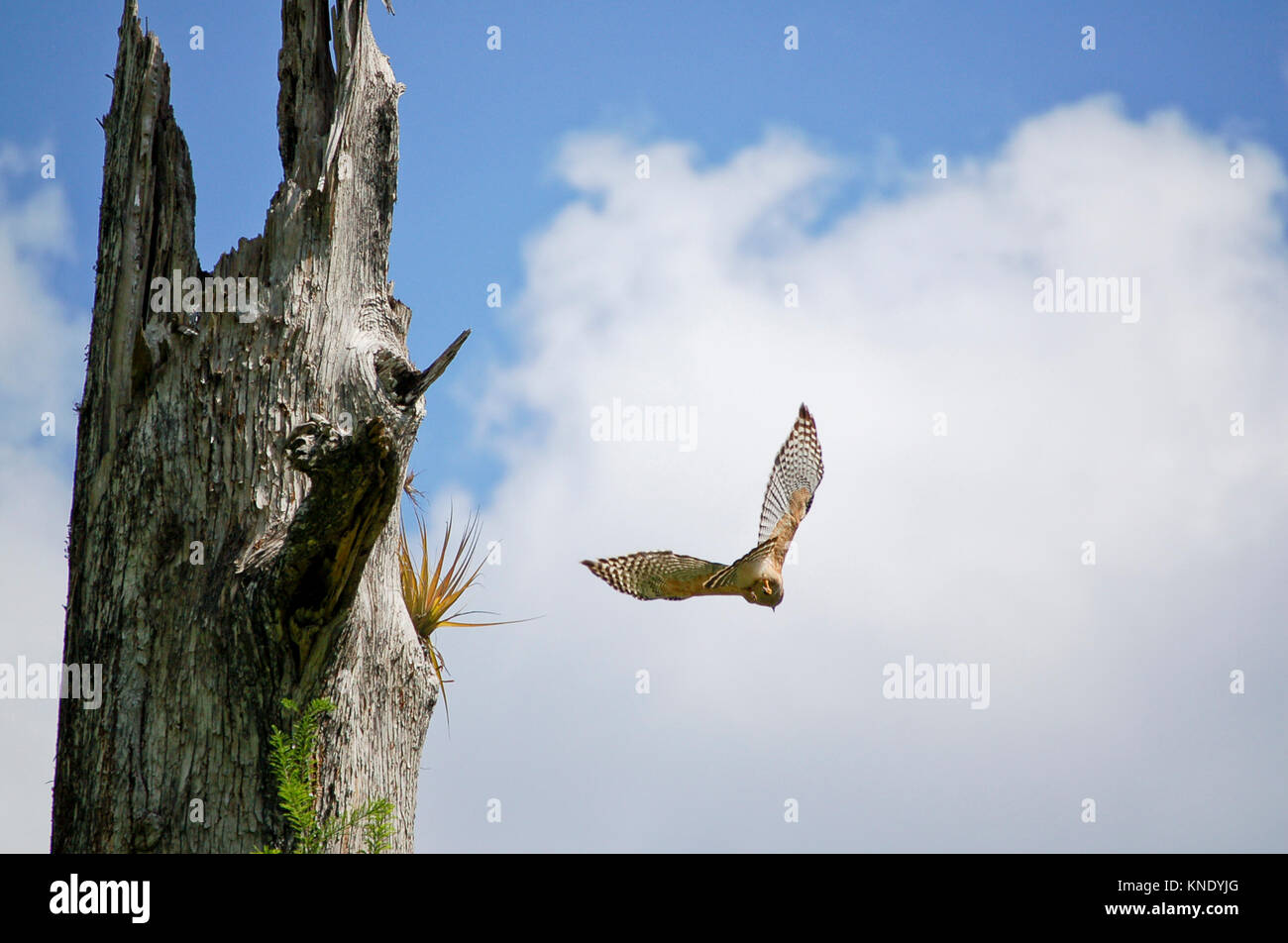 Flying from tree to tree hi-res stock photography and images - Alamy