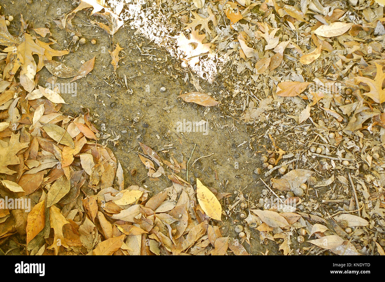 Forest Floor with Fall Leaves Stock Photo - Alamy