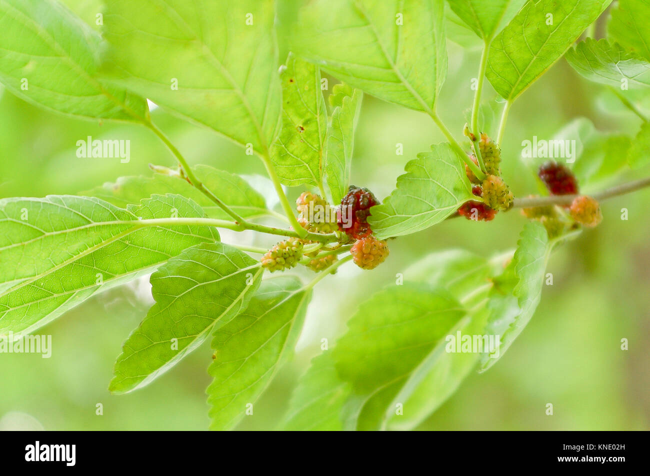 Ripening Mulberries on Tree Stock Photo - Alamy