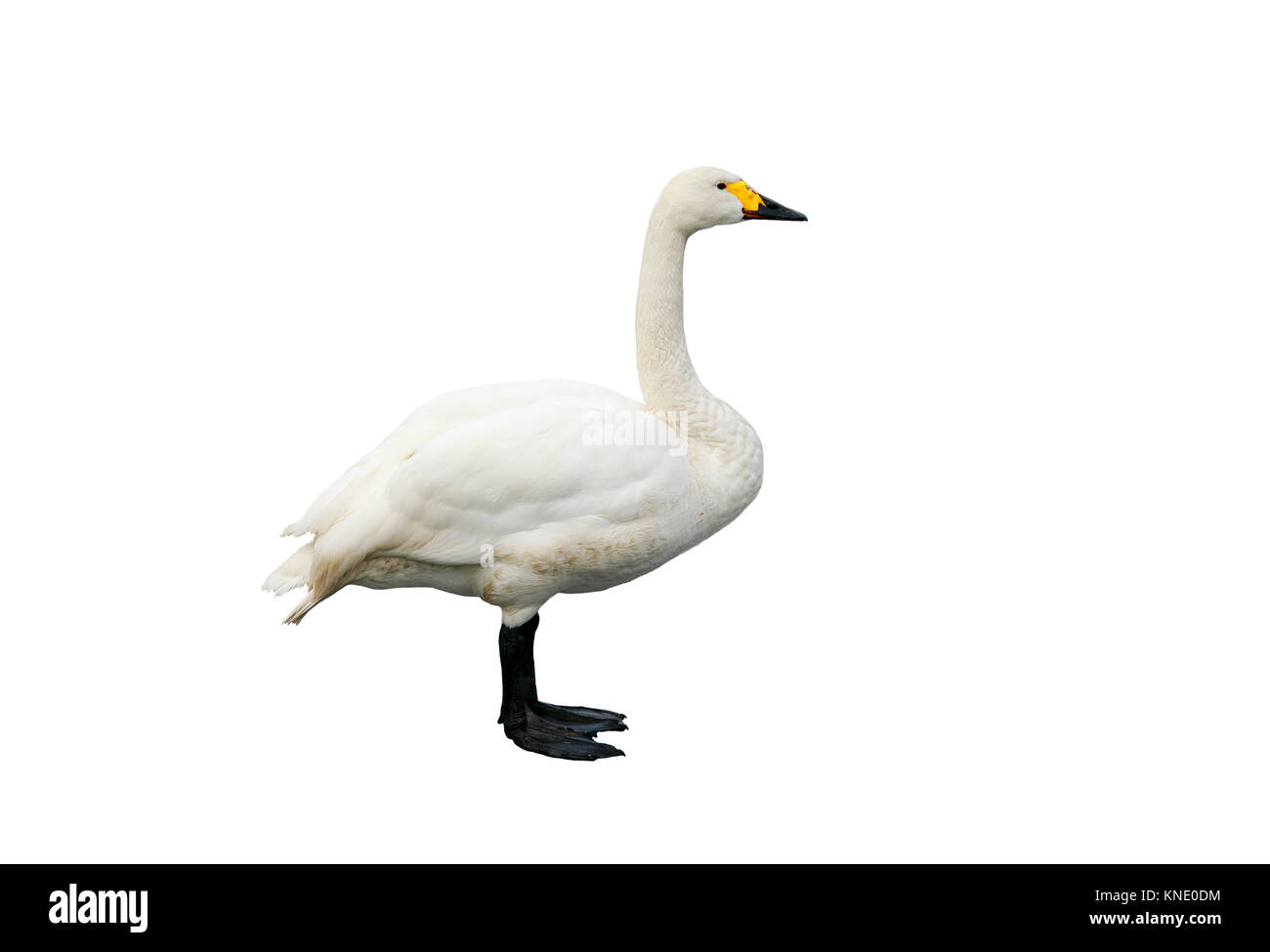 portrait of a beautiful bird Swan standing on an isolated white ...