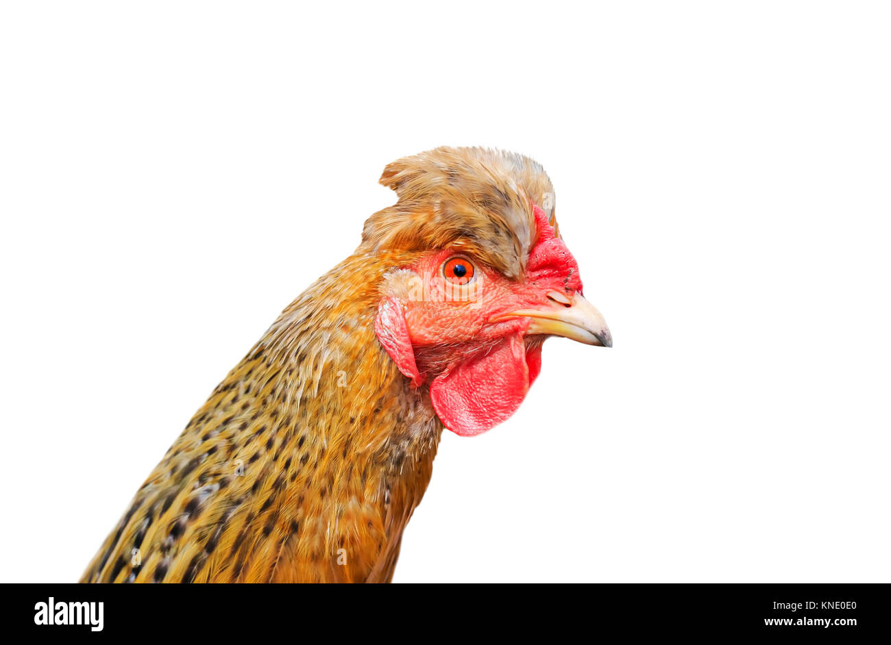 Green fun village Cut Out Stock Images & Pictures - Alamy