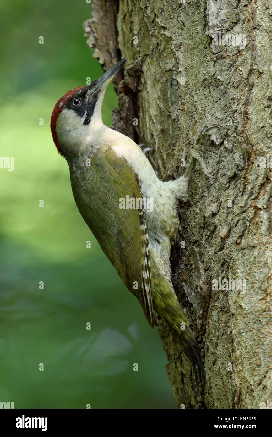 Green Woodpecker / Grünspecht ( Picus viridis ), perched on a tree ...