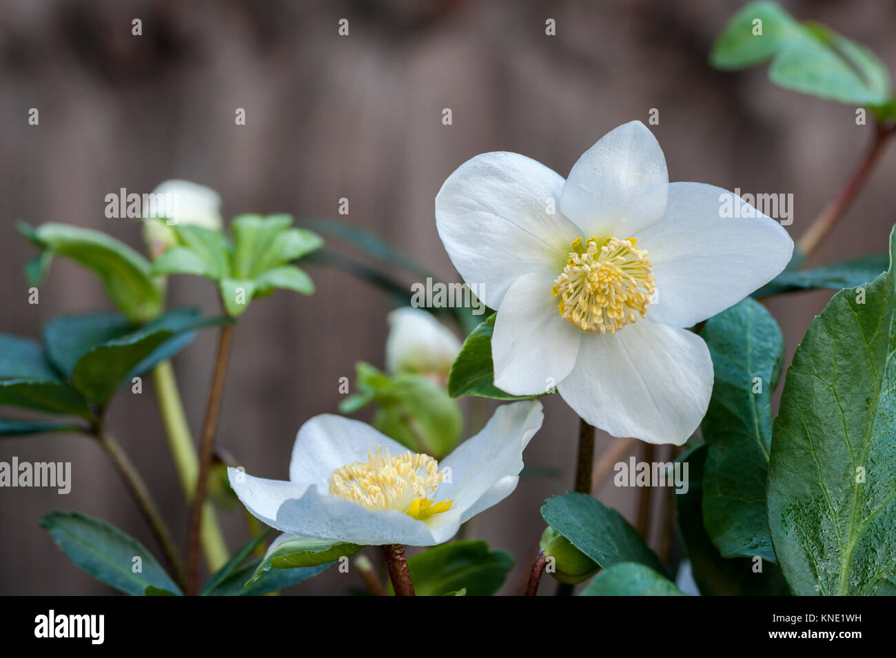 Helleborus niger Christmas Carol Christmas rose, hellebore Stock Photo ... Helleborus niger Christmas Carol Christmas rose, hellebore Stock Photo ...