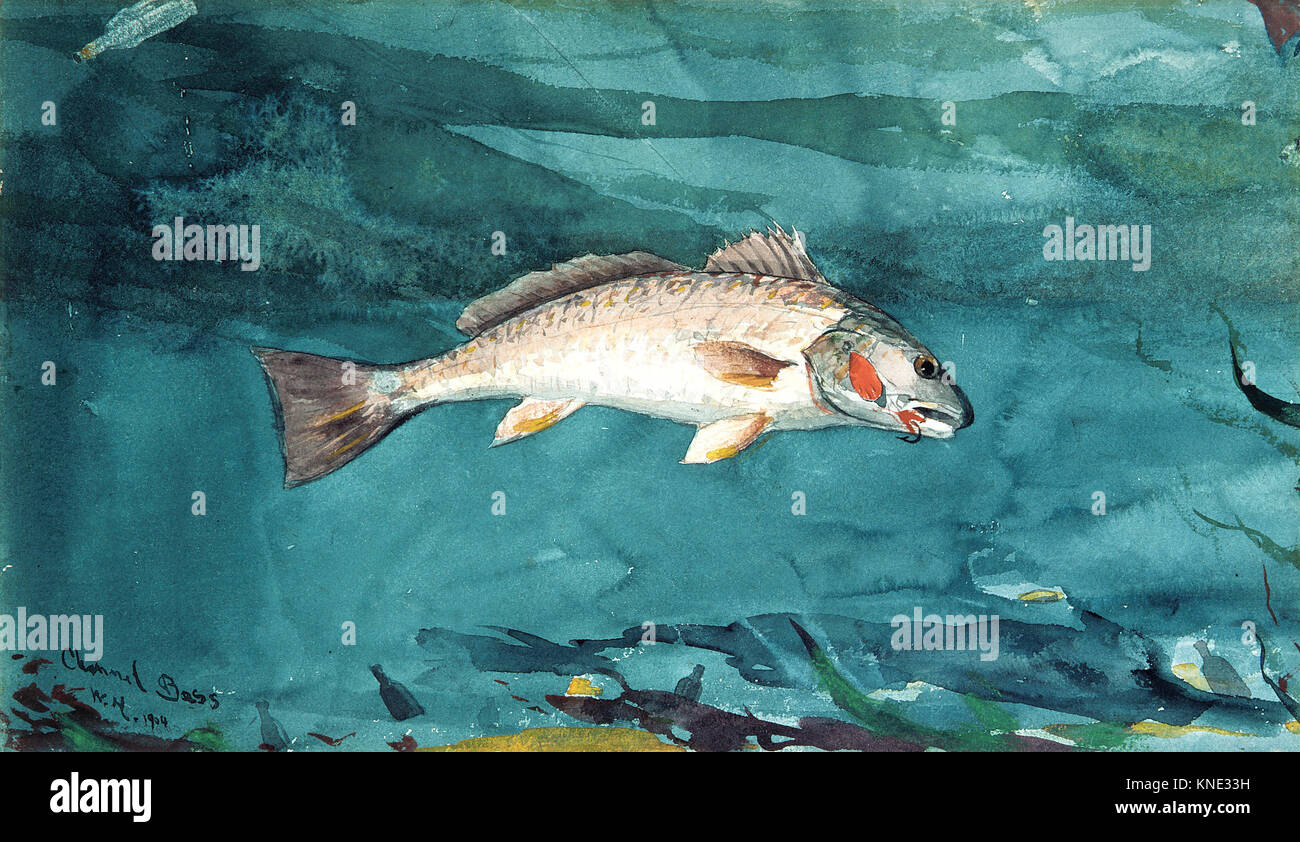Bass fish watercolor hi-res stock photography and images - Alamy